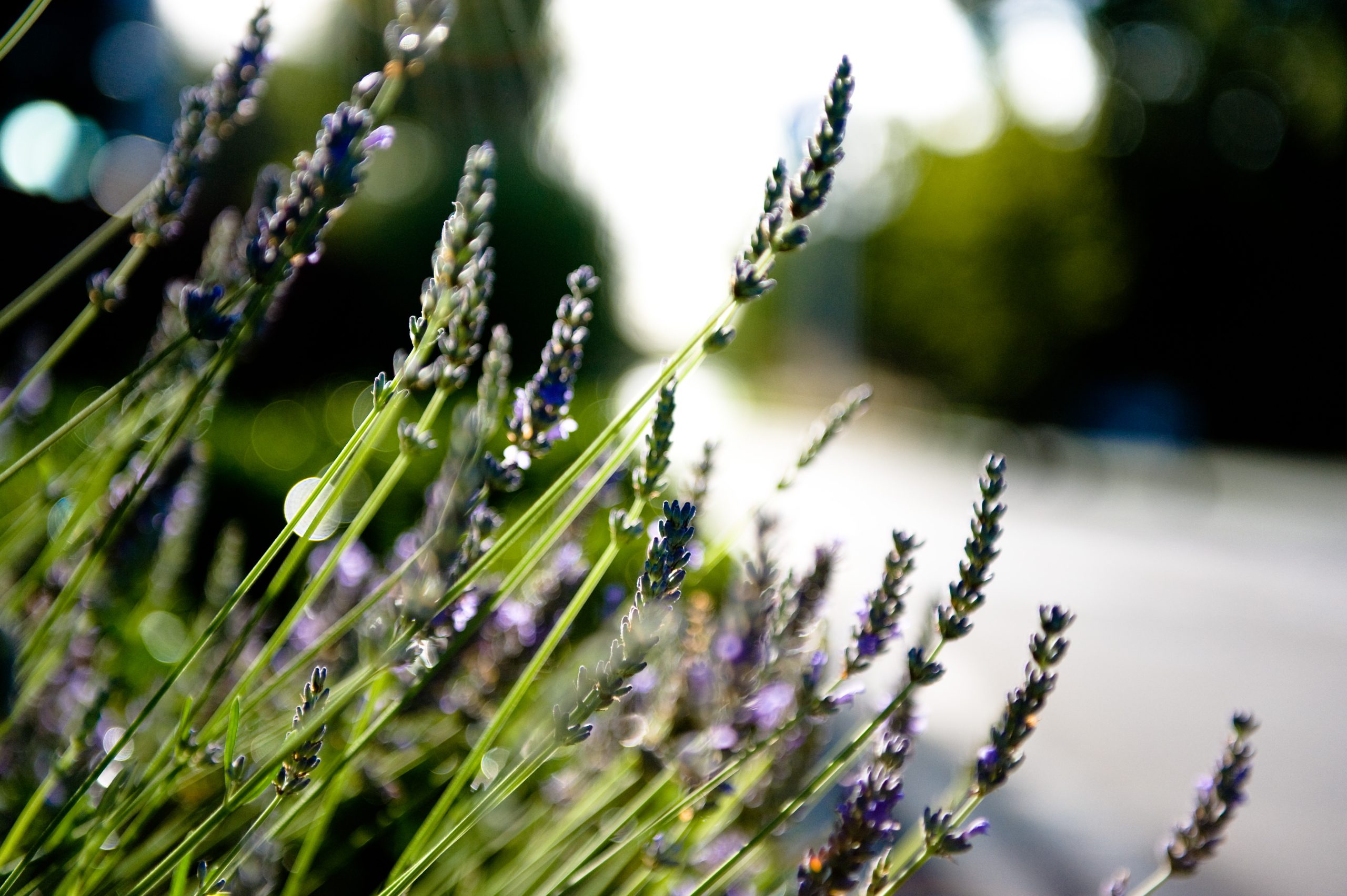 1 | non-standard world株式会社